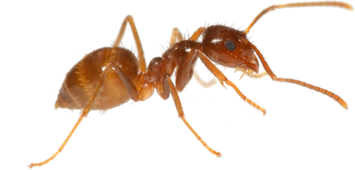 About – Submission Pest Control